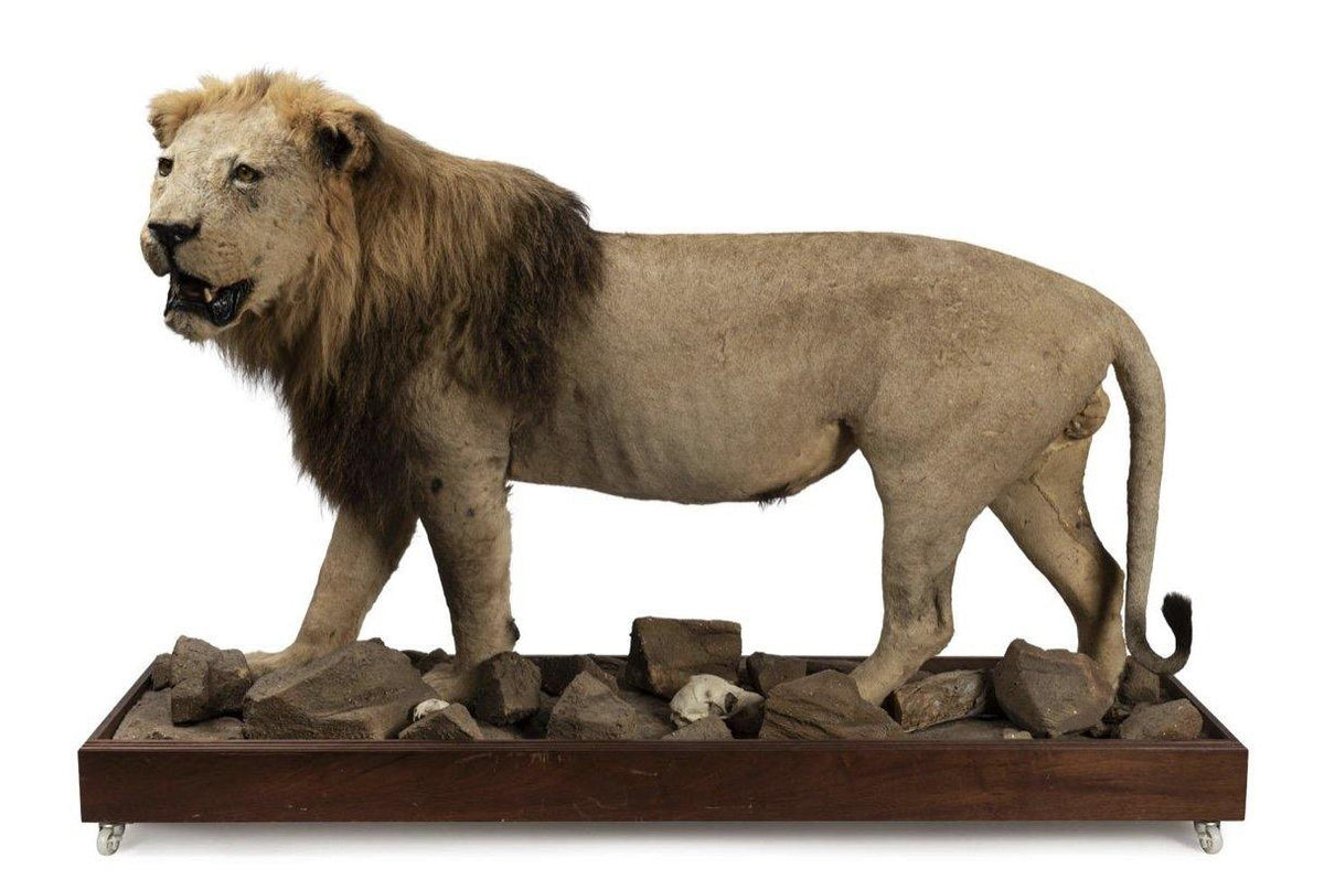 A FULL MOUNTED TAXIDERMIED MALE AFRICAN LION, 20TH CENTURY – Fine ...